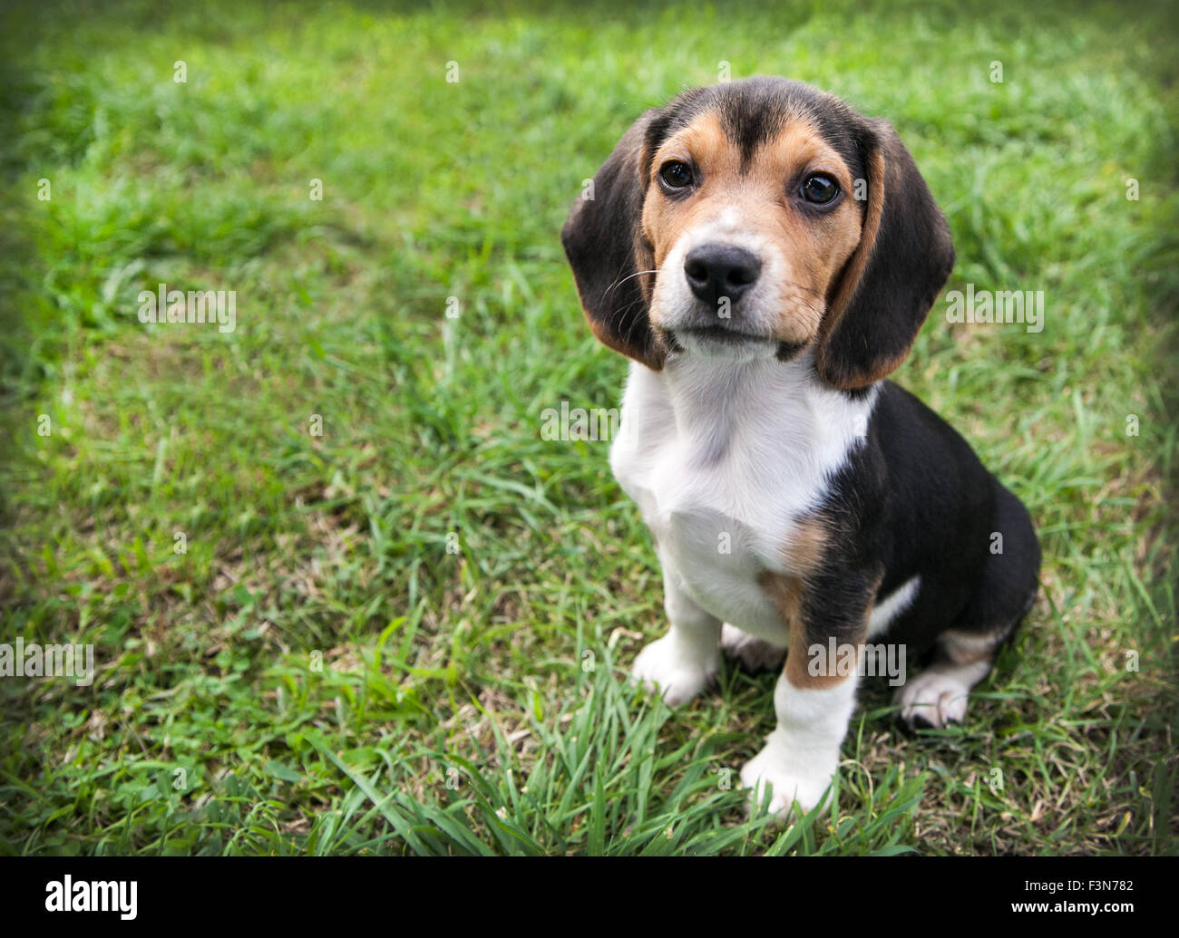 Why Are Puppies Ears Floppy