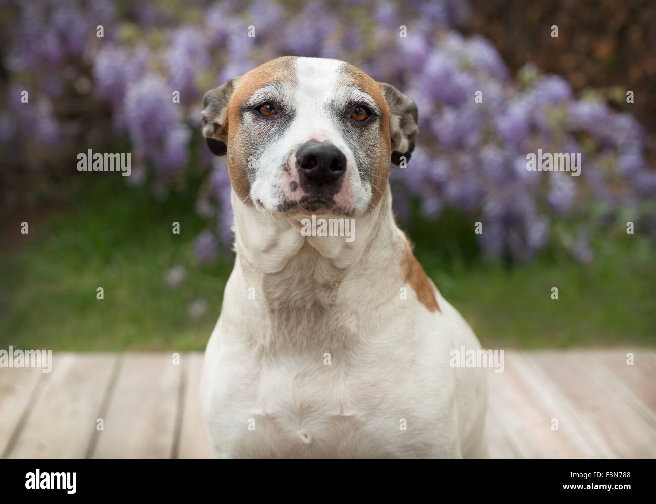 Pitbull dog hi-res stock photography and images - Alamy