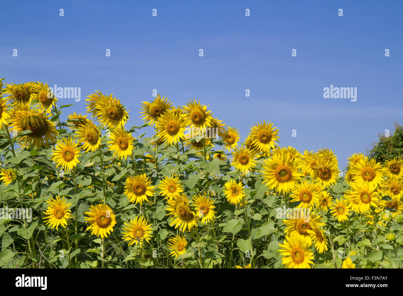sun flower in garden Stock Photo - Alamy