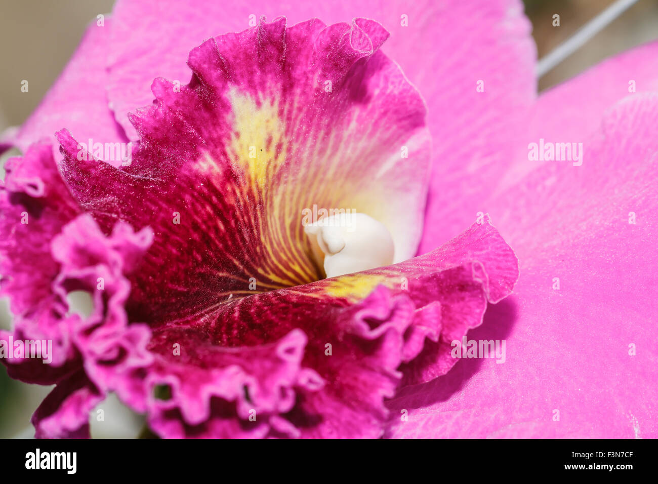 Cattleya labiata orchids Stock Photo - Alamy