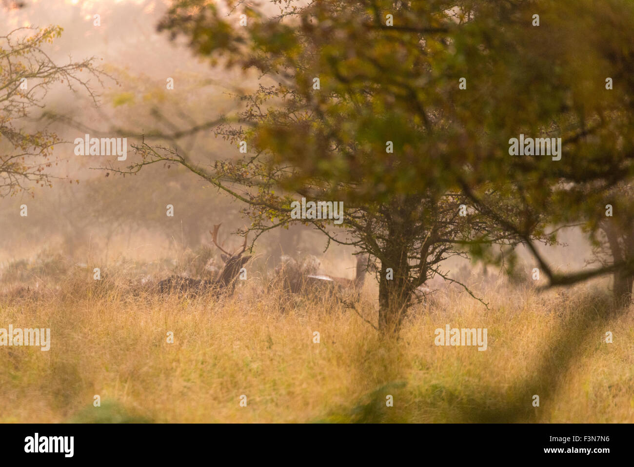Stag in staffordshire hi-res stock photography and images - Alamy
