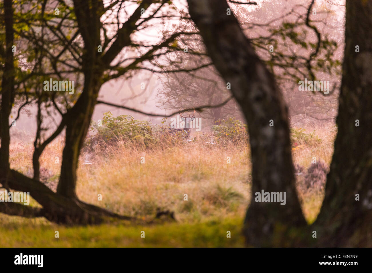 Stag in staffordshire hi-res stock photography and images - Alamy