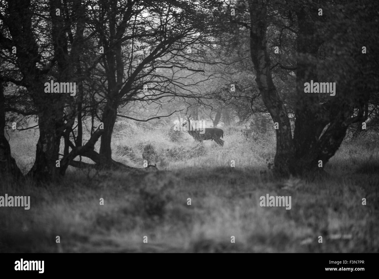 Stag october Black and White Stock Photos & Images - Alamy