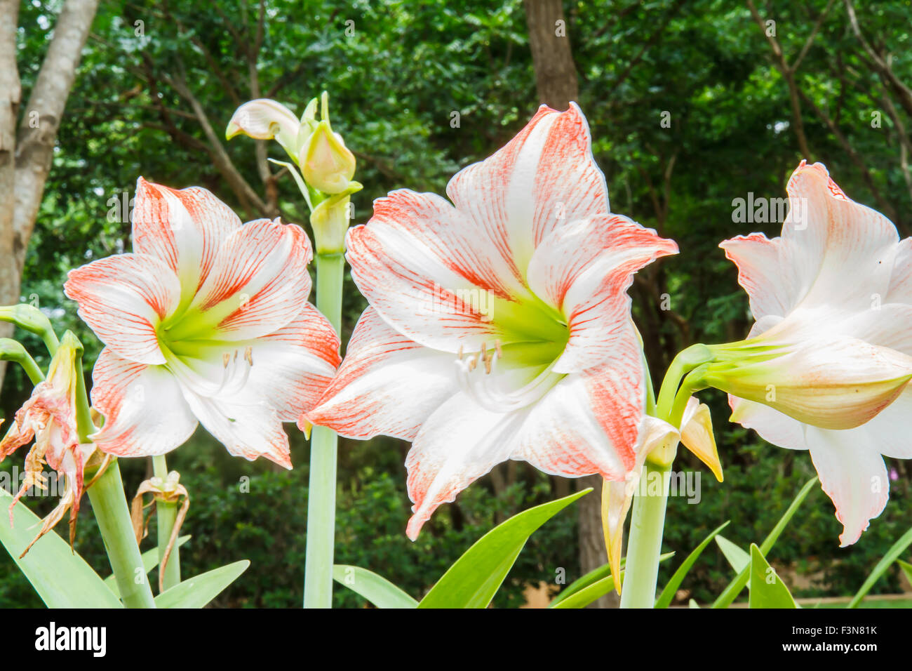 Hippeastrum in the garden Stock Photo - Alamy
