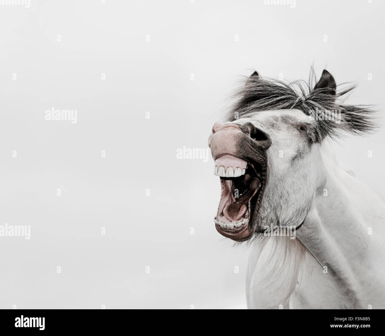 Horse eyes shut hi-res stock photography and images - Alamy