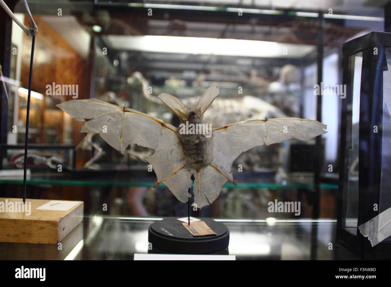 A preserved bat displayed in a glass cabinet in the Alfred Denny Museum ...