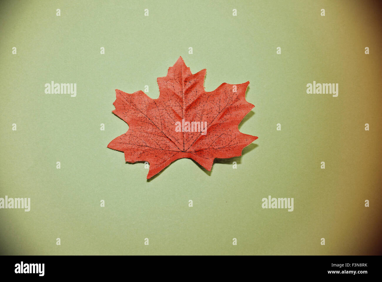 red maple leaf Stock Photo - Alamy