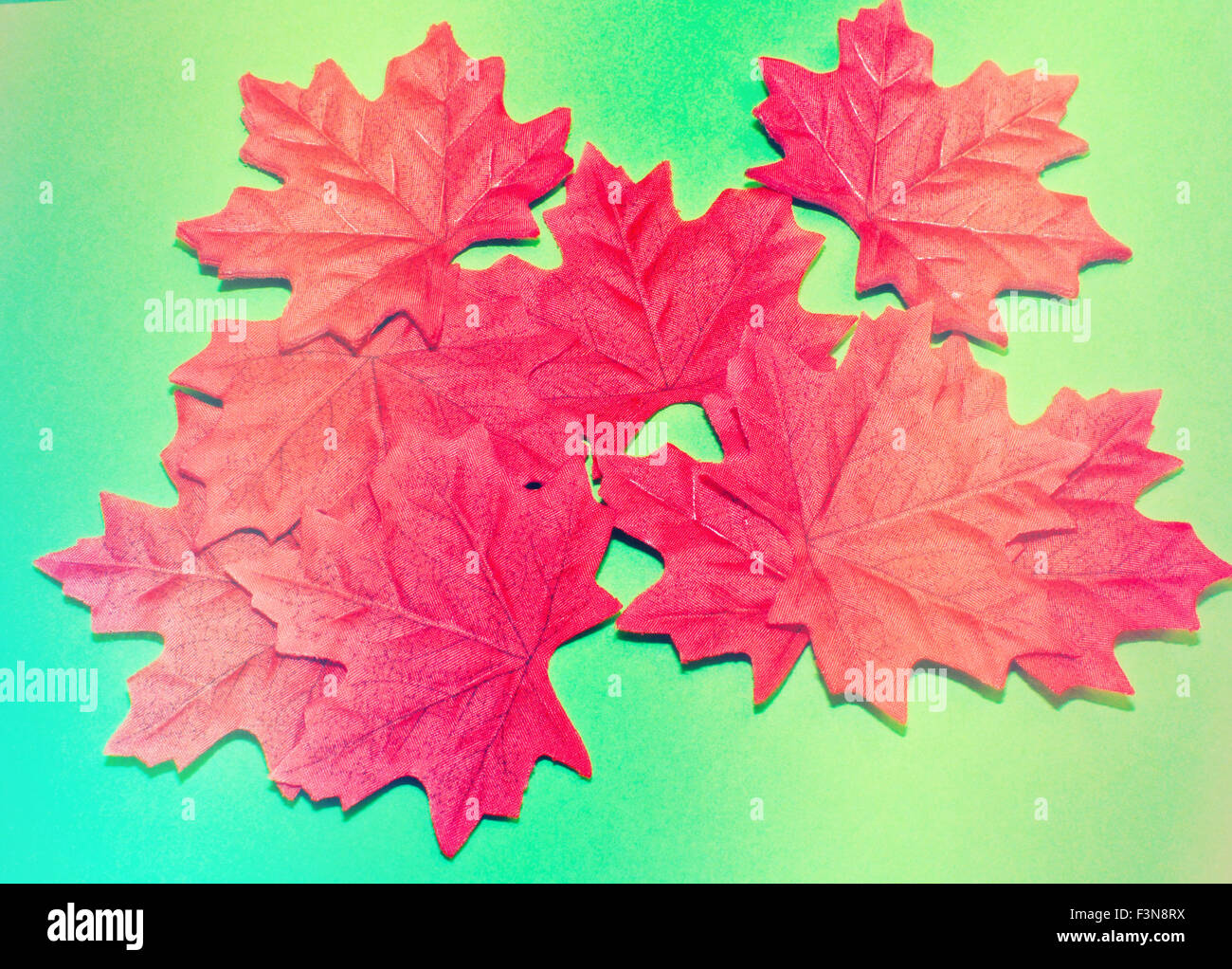 red maple leaf Stock Photo - Alamy