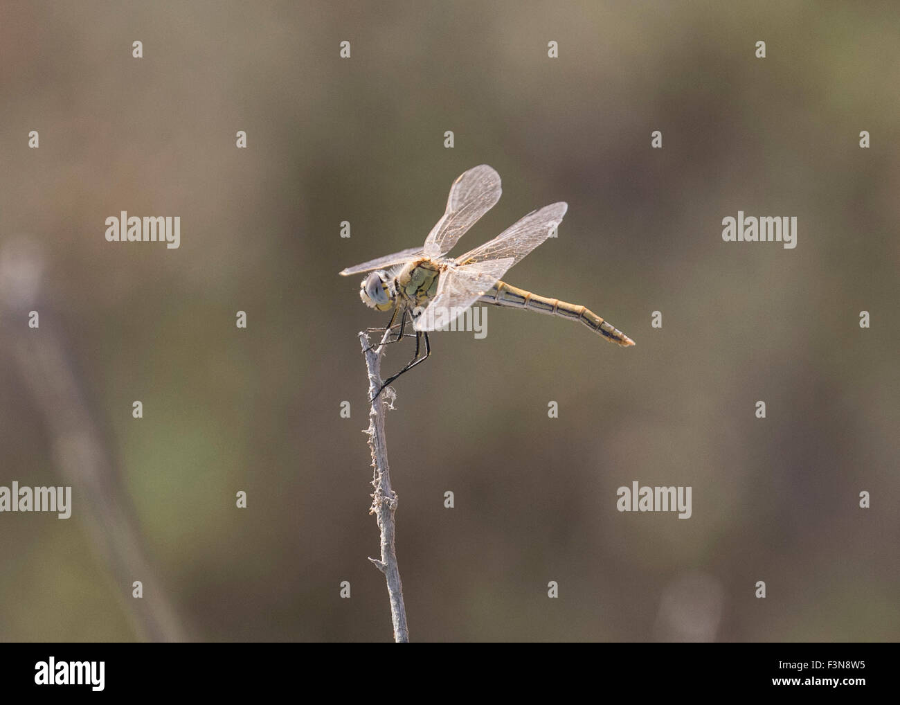 A female Southern Skimmer (Orthetrum brunneum) dragonfly alights on a ...
