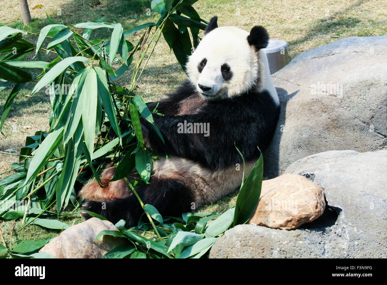 Panda eating bamboo Stock Photo - Alamy