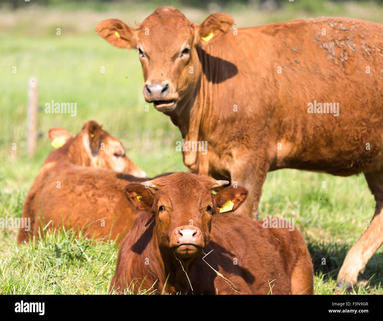 Norfolk cattle breeds hi-res stock photography and images - Alamy