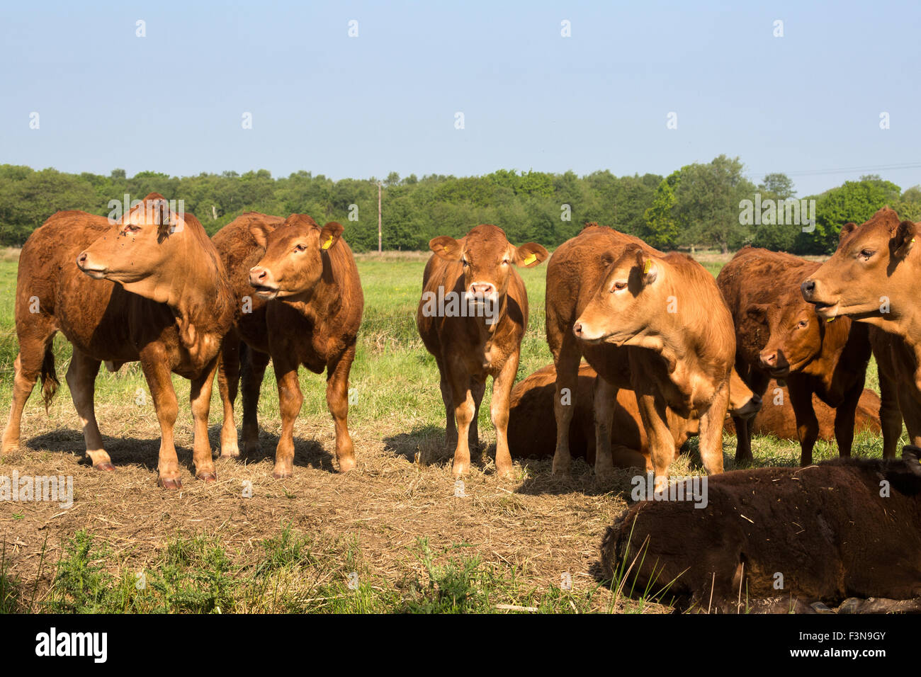 Norfolk Cattle Breeds High Resolution Stock Photography and Images - Alamy