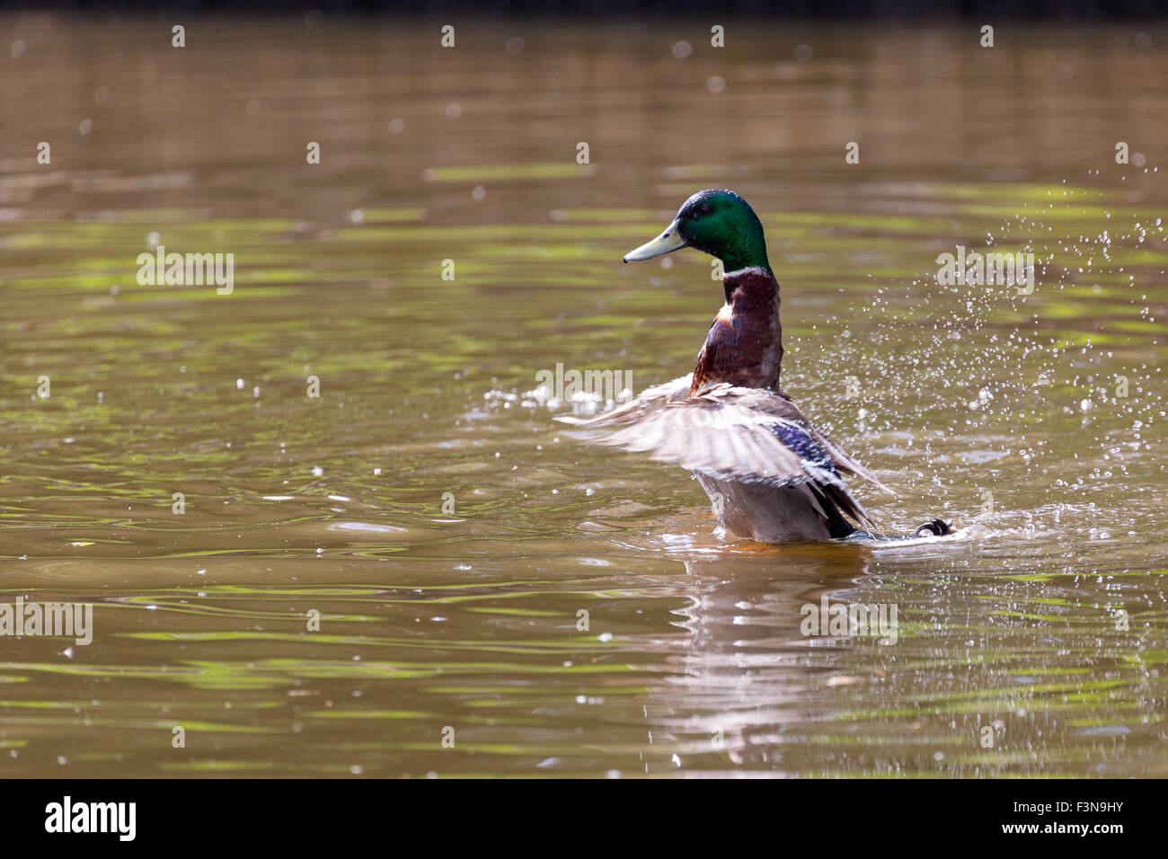 Mallard duck washing itself. Norfolk Broads England UK Stock Photo - Alamy