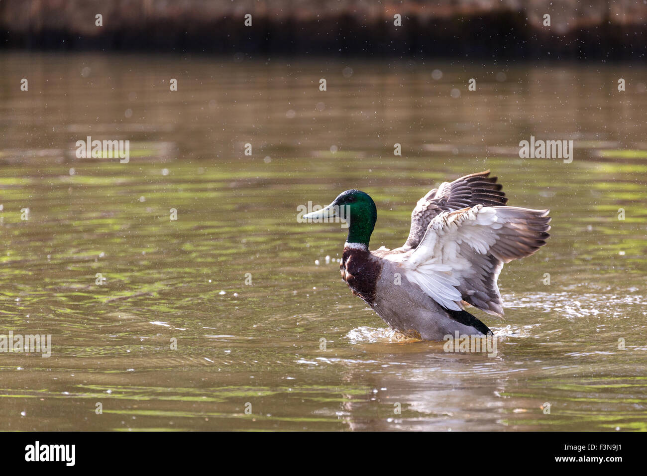 Mallard duck washing itself. Norfolk Broads England UK Stock Photo - Alamy