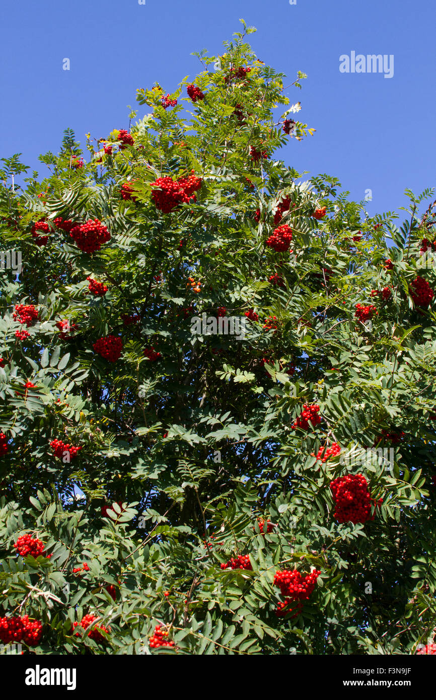 Rowan tree with berries Stock Photo - Alamy