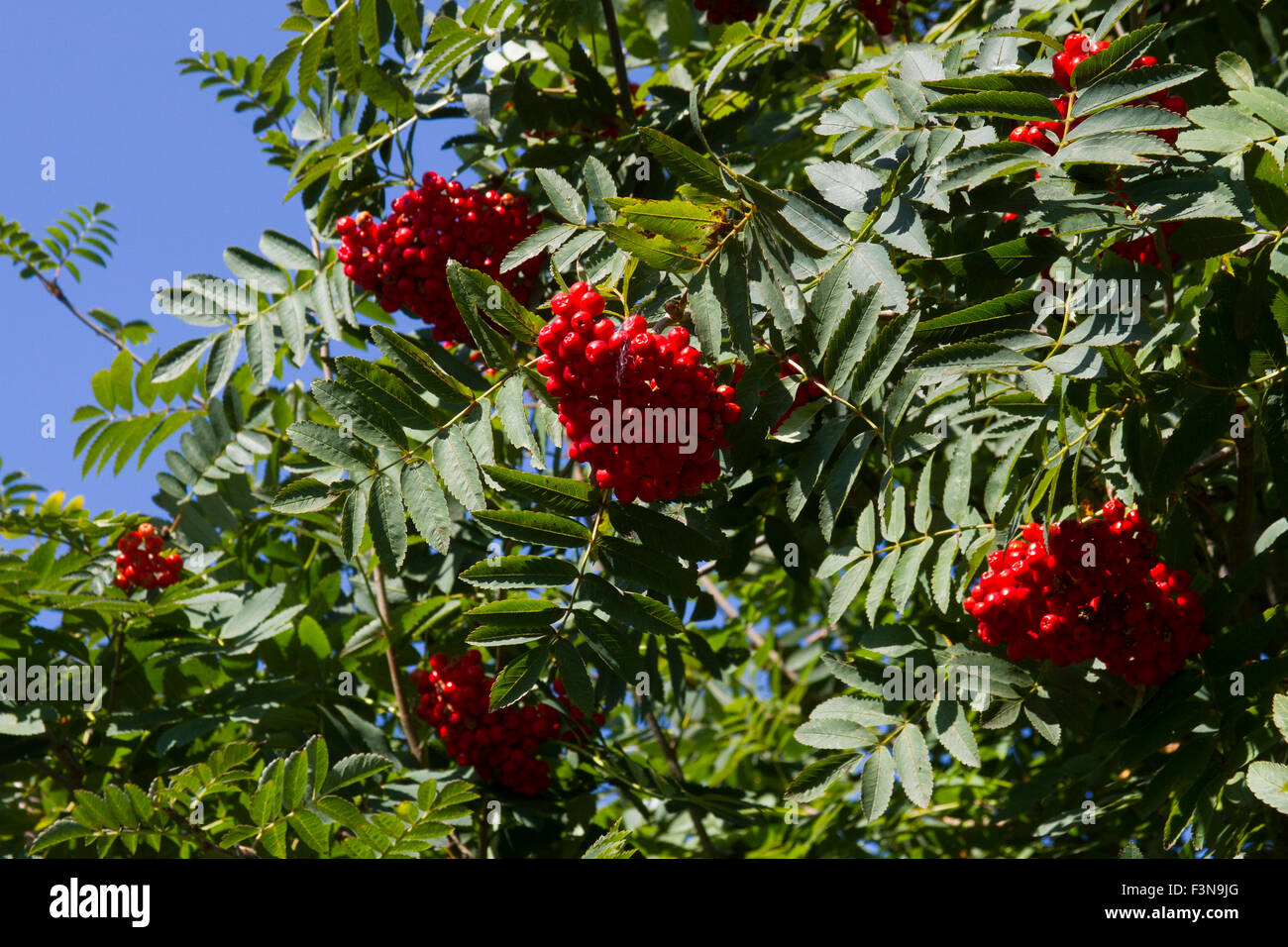 Rowan tree fruit hi-res stock photography and images - Alamy