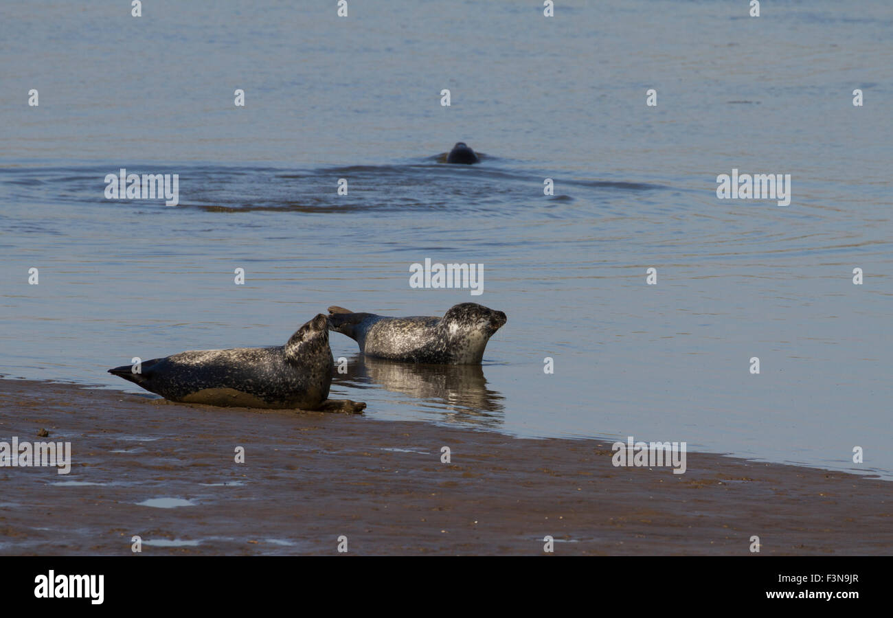 Common seals basking on mud flats Stock Photo - Alamy