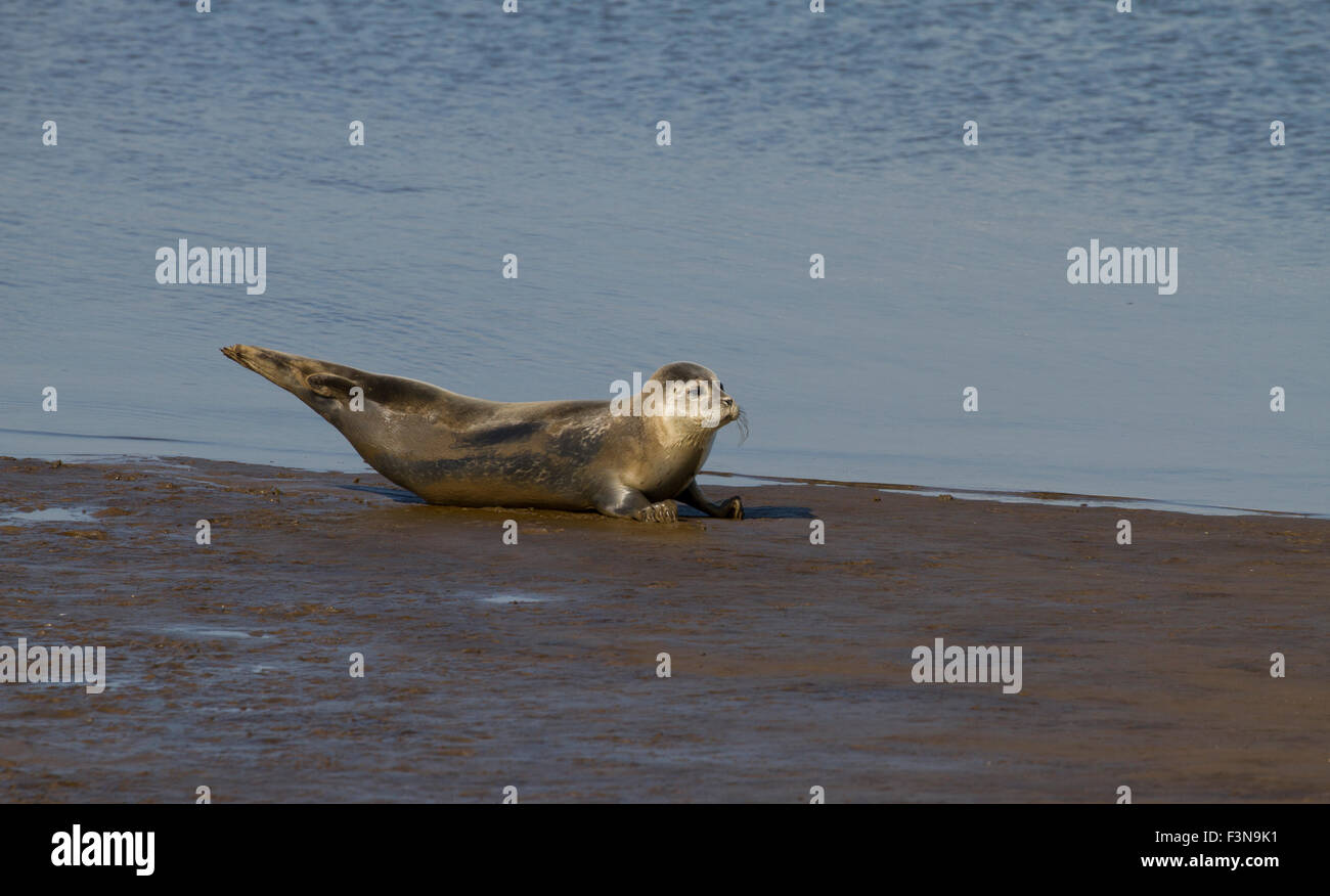 Common seal hi-res stock photography and images - Alamy