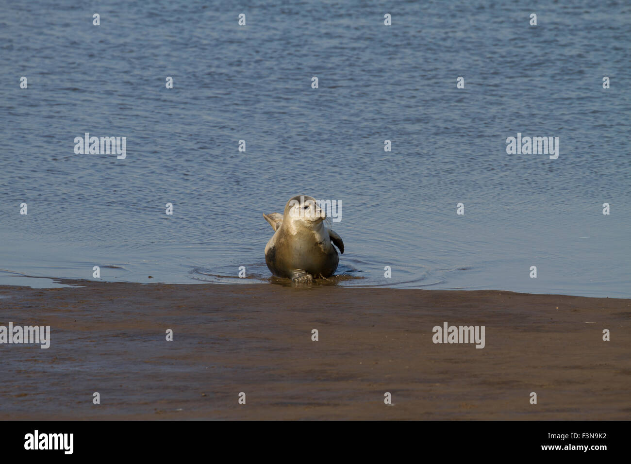 Common seal basking in sun Stock Photo - Alamy