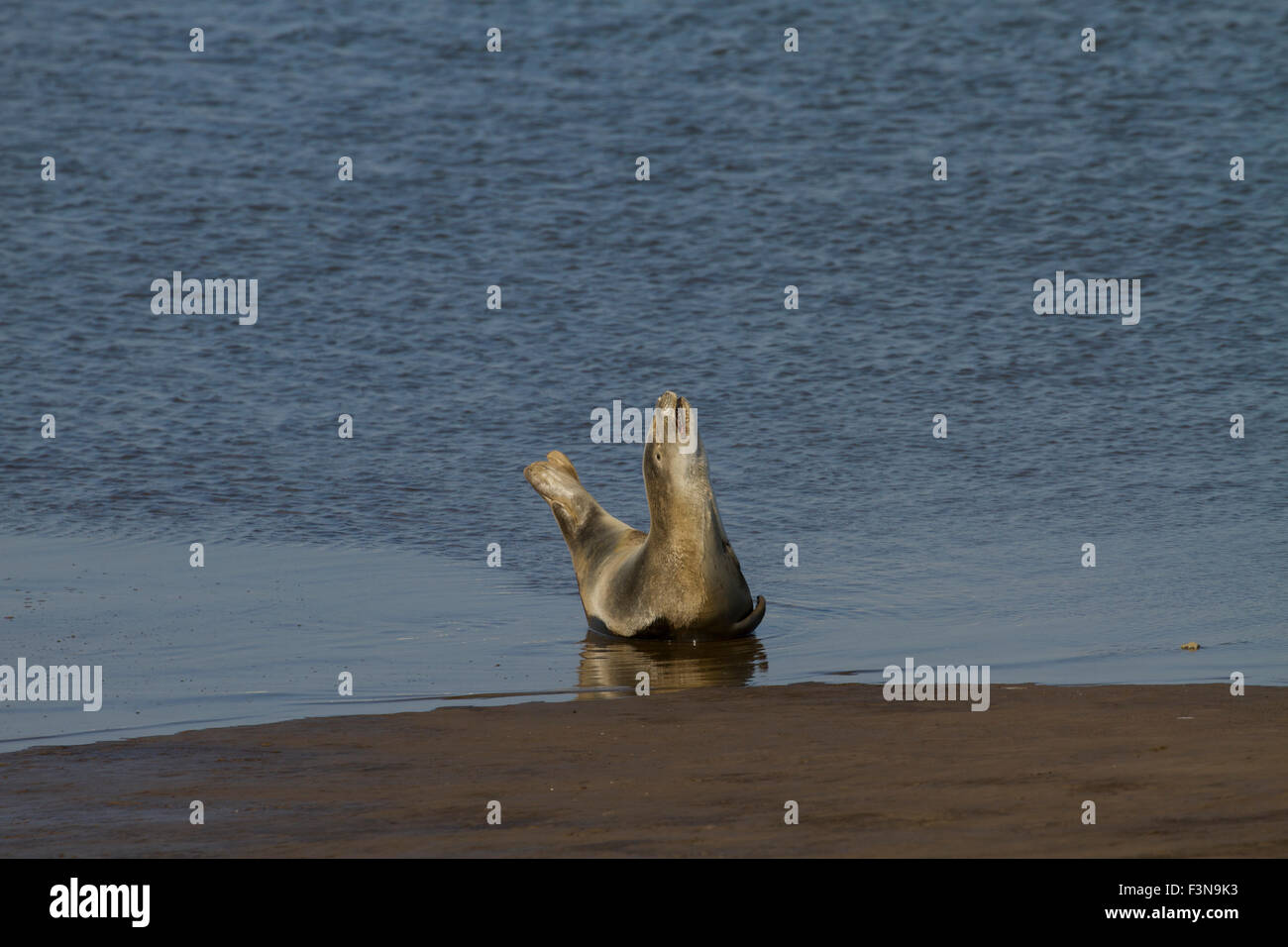 Common seal basking in sun Stock Photo - Alamy