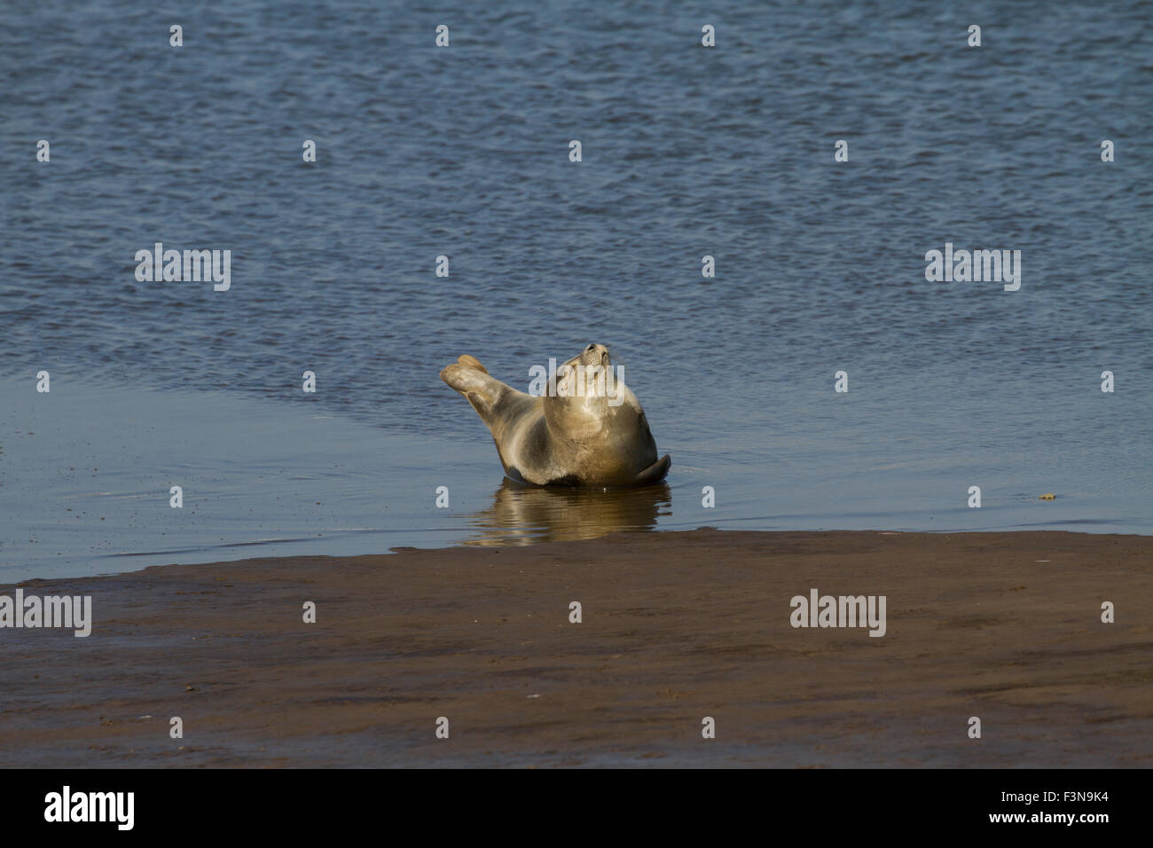 Common seal basking in sun Stock Photo - Alamy