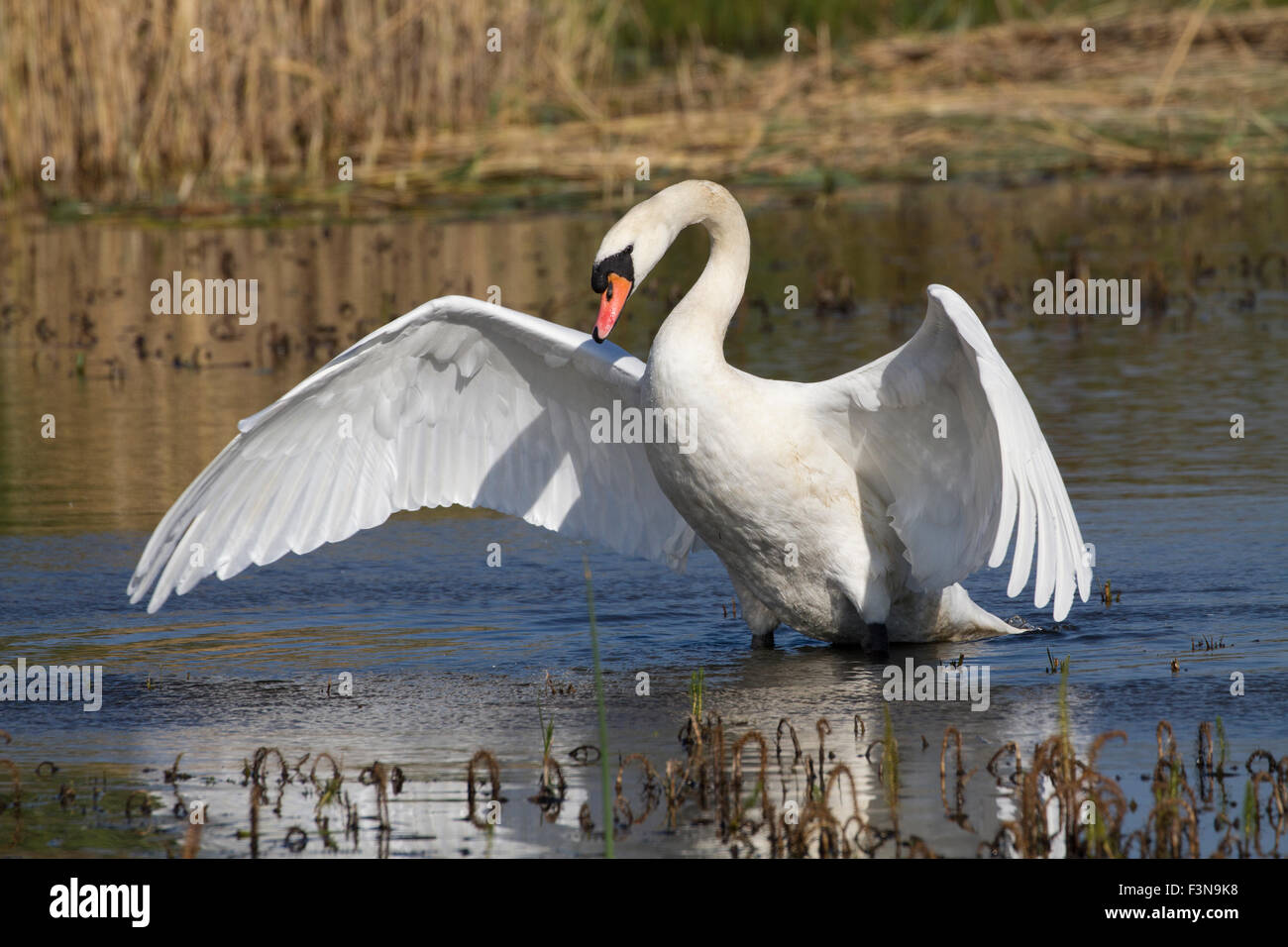 Mute swan stretching wings Stock Photo - Alamy Mute swan stretching wings Stock Photo - Alamy
