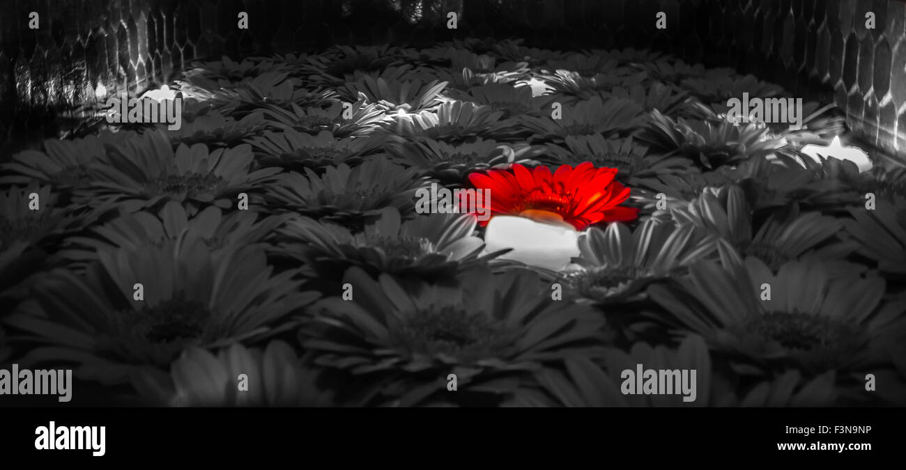 A saturated red flower among other colourless flowers Stock Photo - Alamy