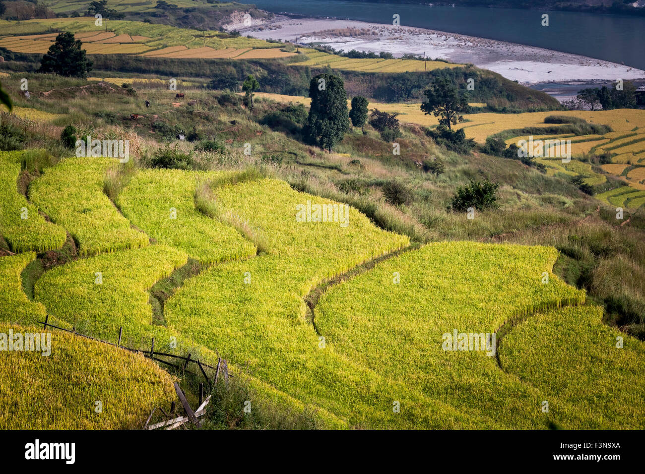 Rice field almost ready hi-res stock photography and images - Alamy