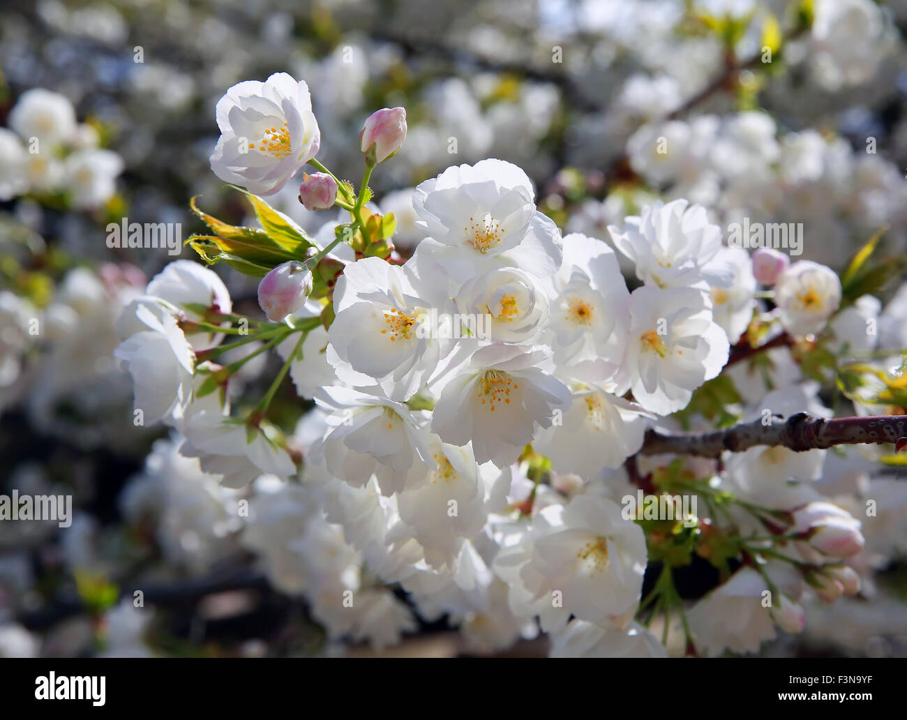 Blooming spring tree branch background hi-res stock photography and ...