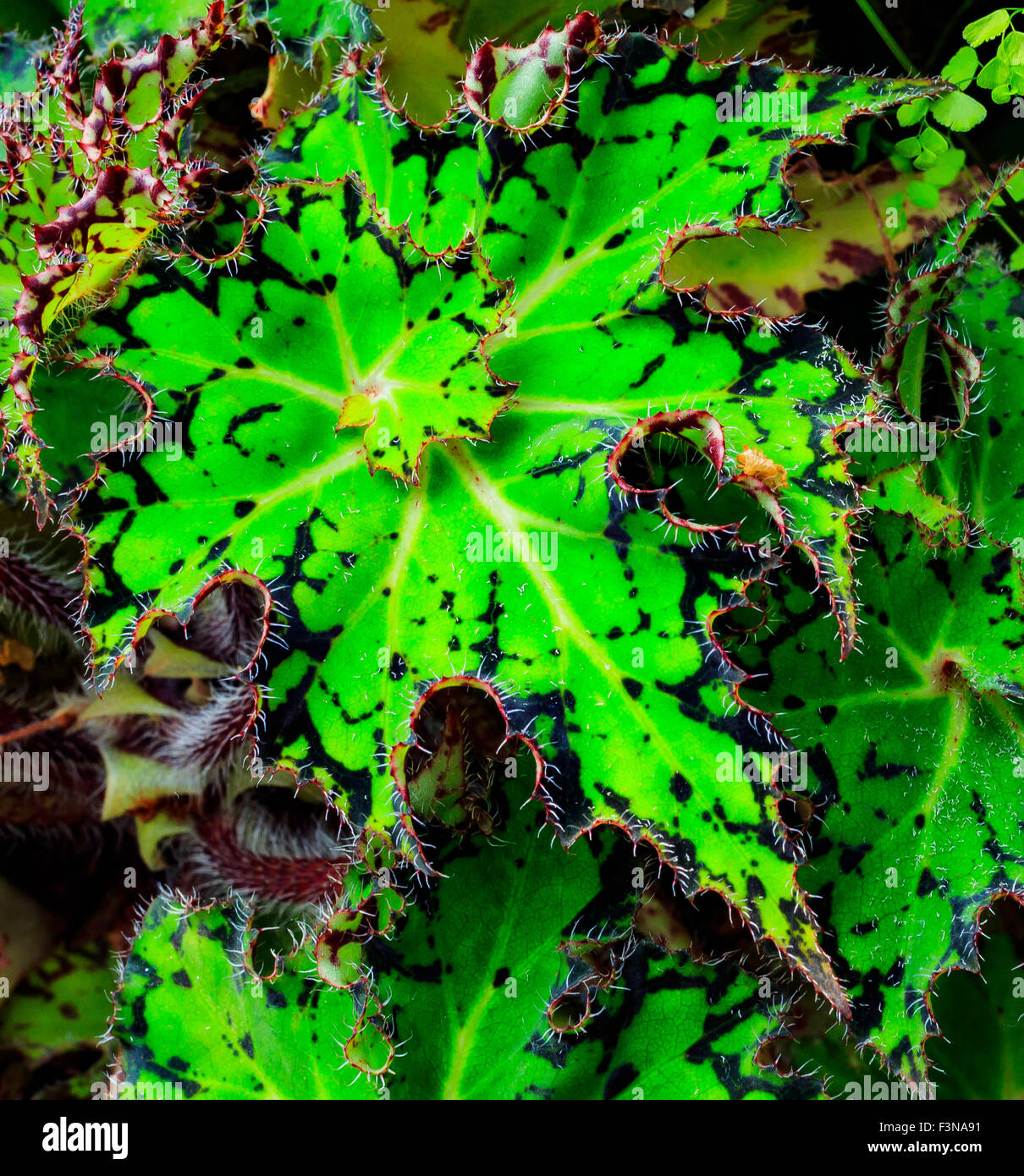 Around greenery hi-res stock photography and images - Alamy