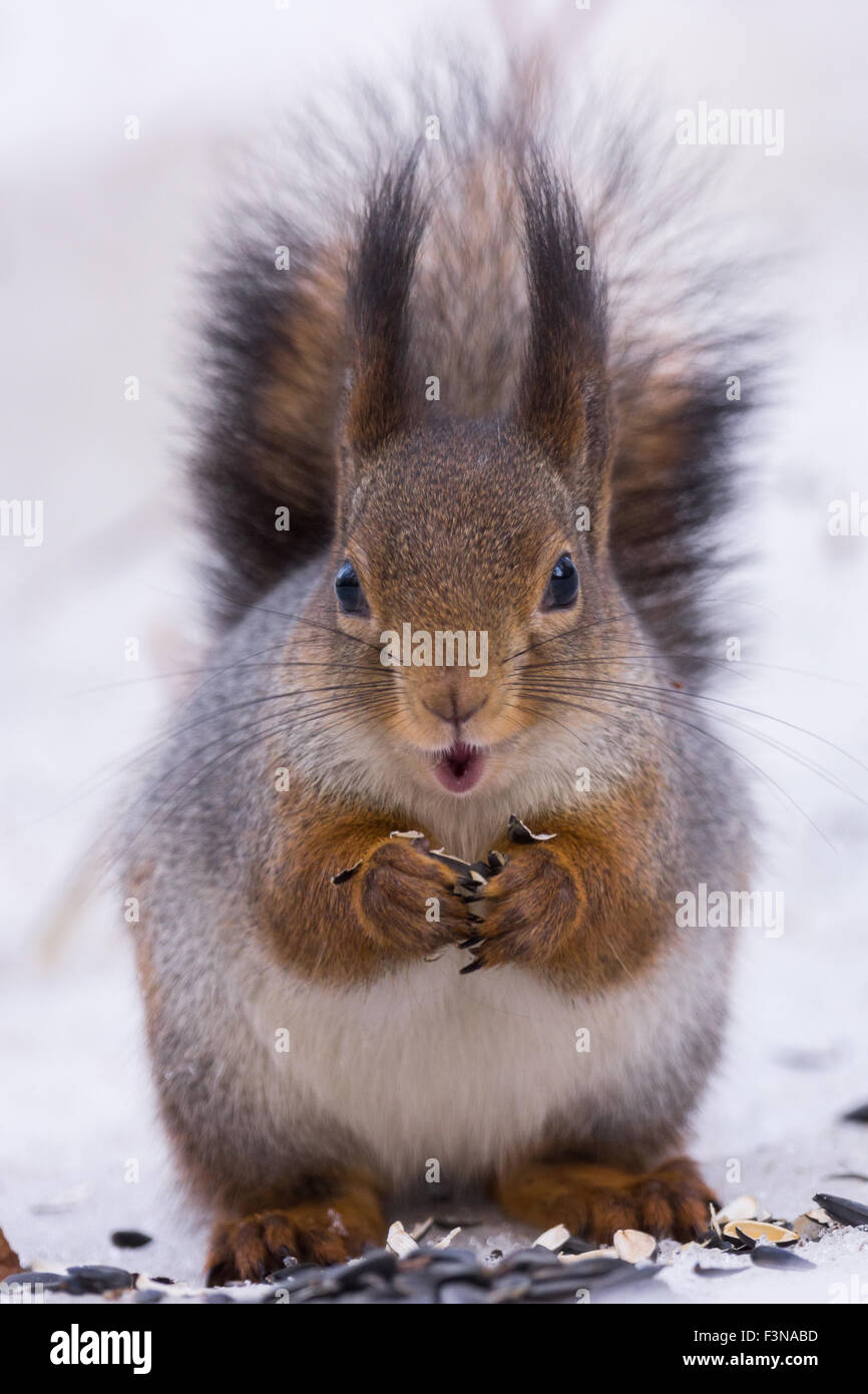 The photograph shows a squirrel Stock Photo - Alamy