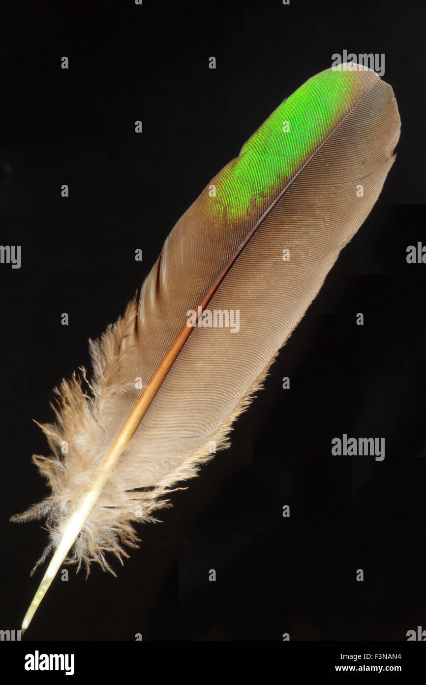 feather of Emerald dove (black background Stock Photo - Alamy