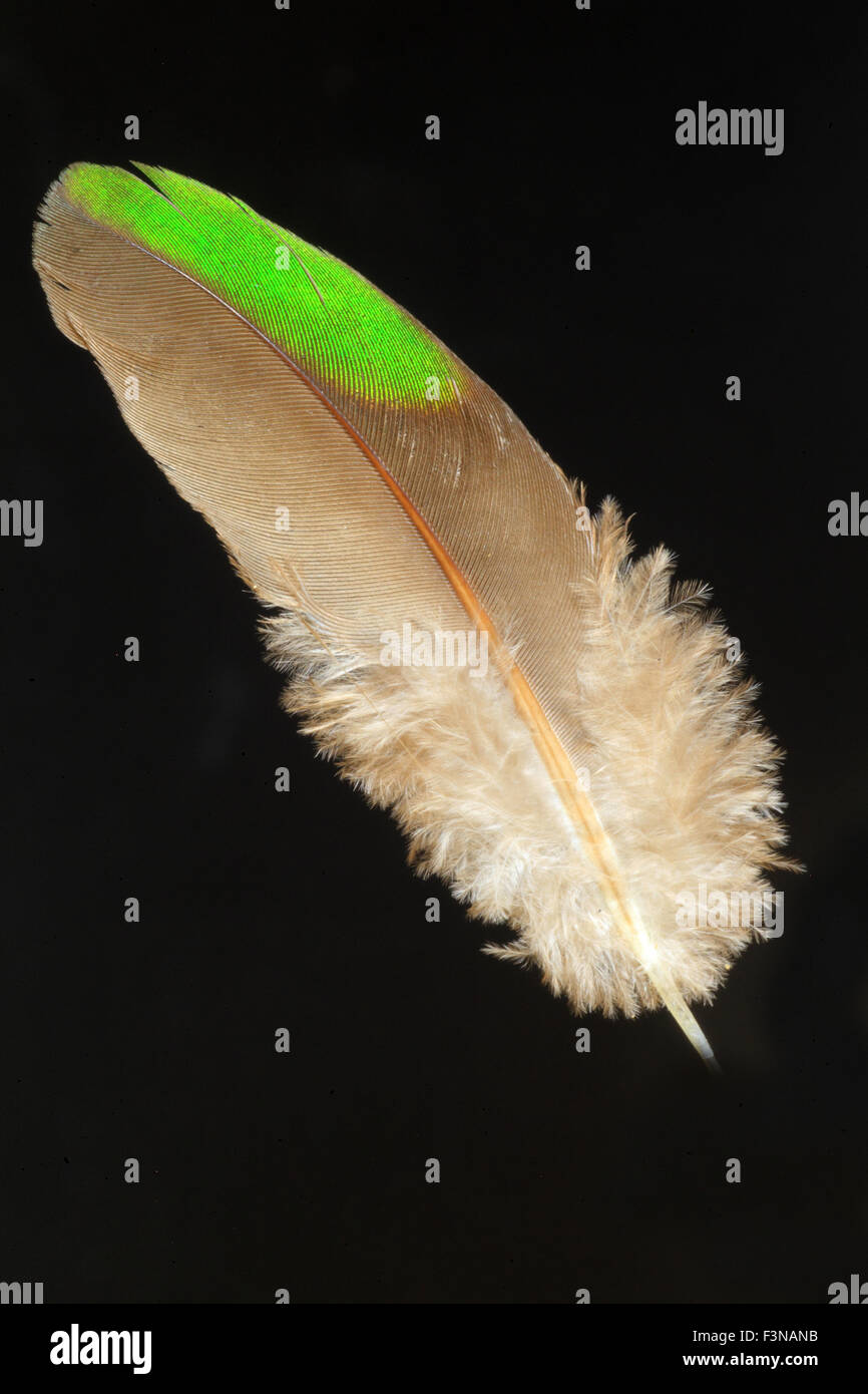 feather of Emerald dove (black background Stock Photo - Alamy