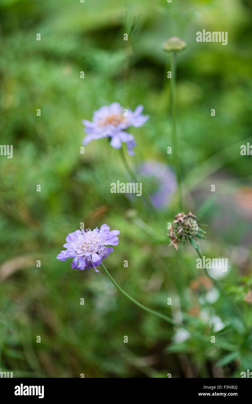 Scabious flowers in an English garden Stock Photo - Alamy