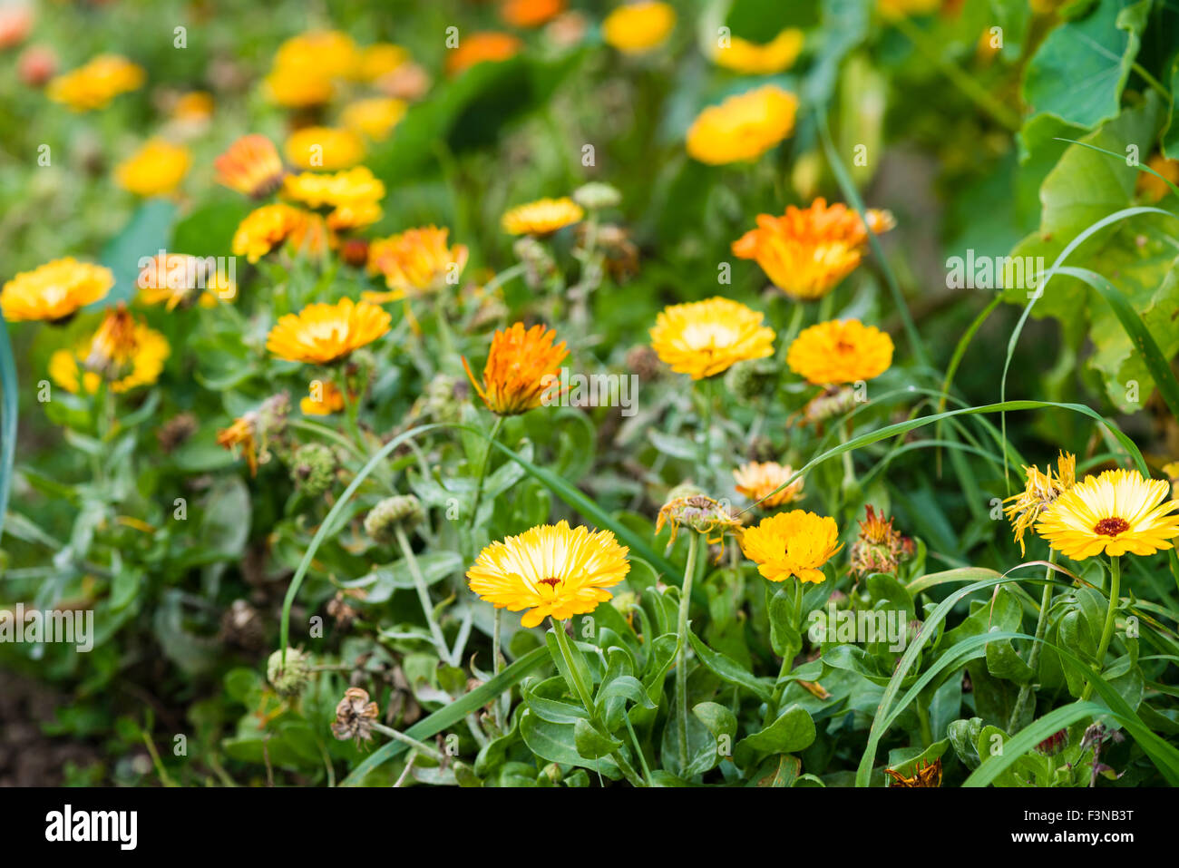 Marigold (Calendula officinalis) flowers Stock Photo - Alamy