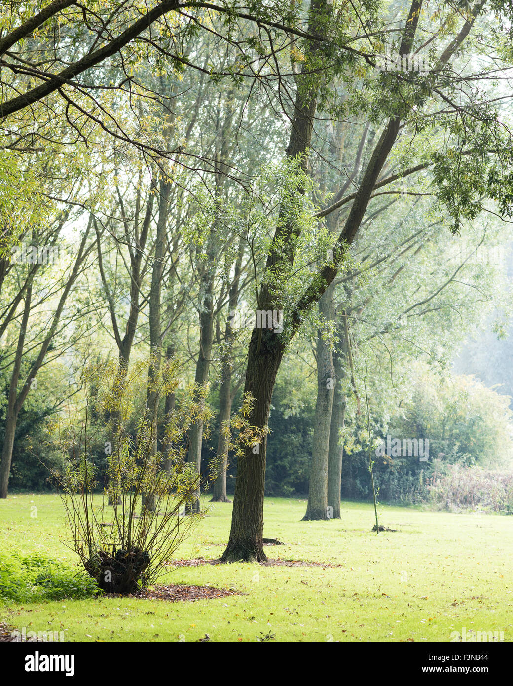 Atmospheric scene with no people in a wooded park Stock Photo - Alamy