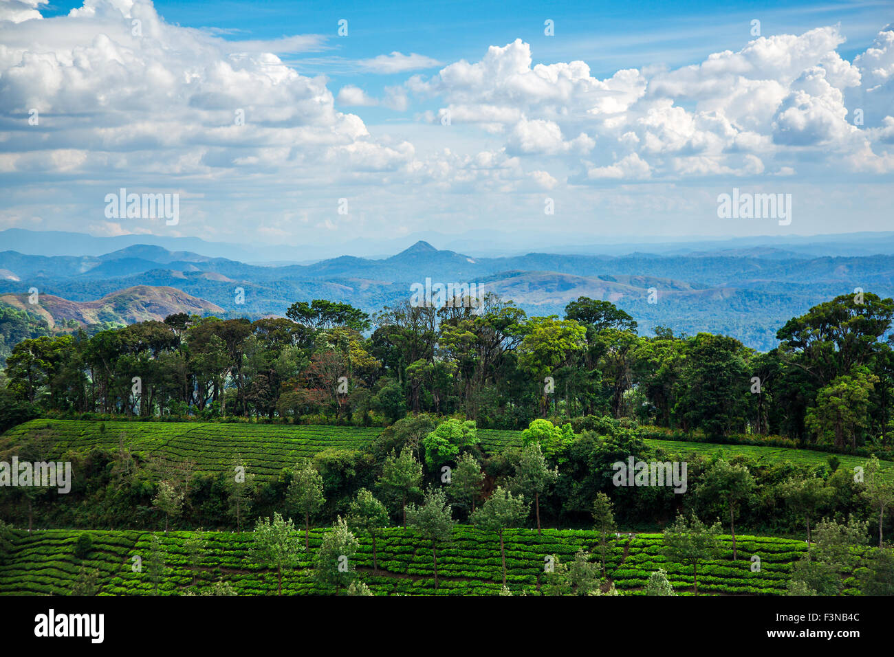 India indian kerala green tea hi-res stock photography and images - Alamy
