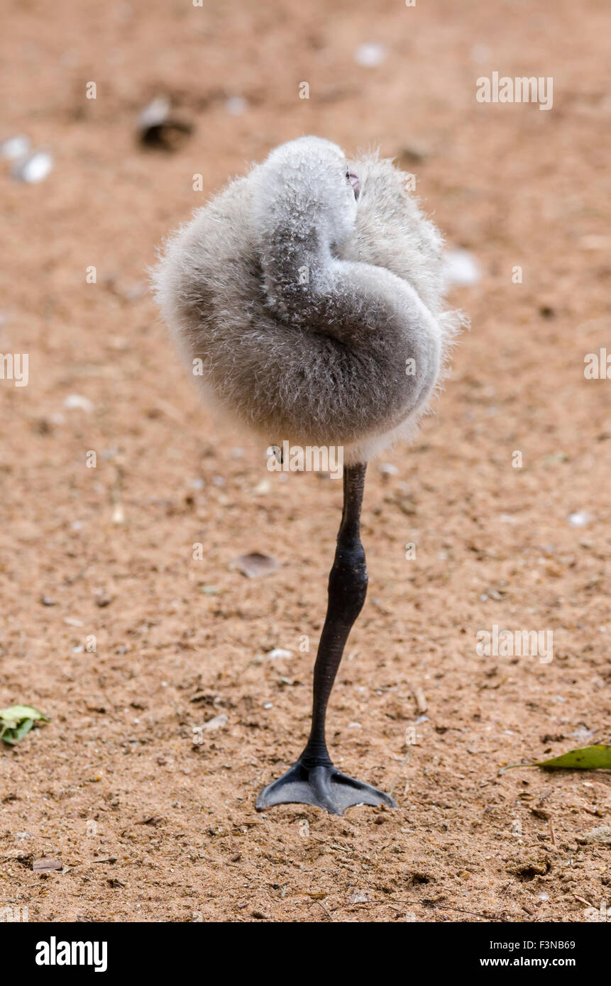 Gray flamingo hi-res stock photography and images - Alamy