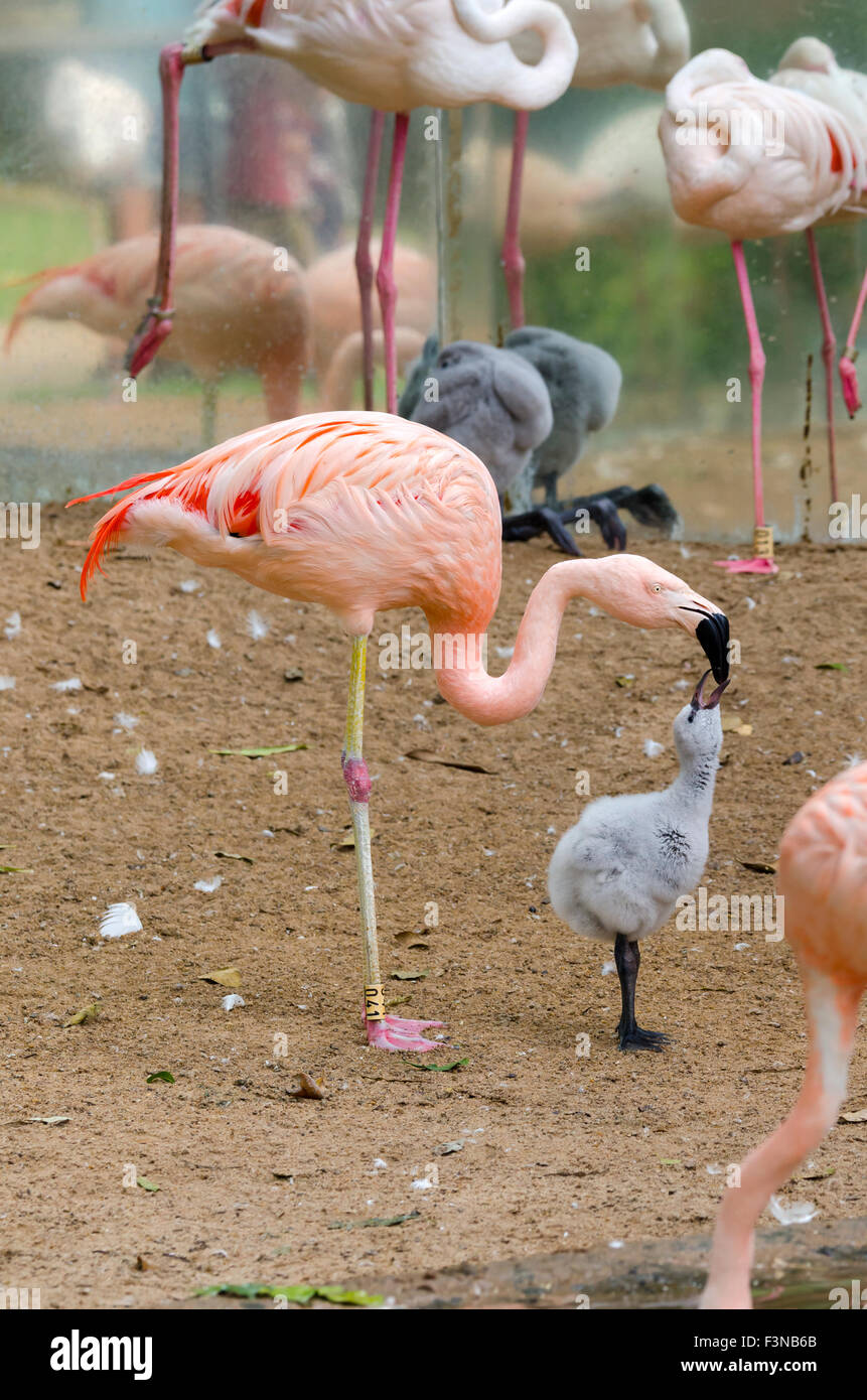 Gray flamingo hi-res stock photography and images - Alamy