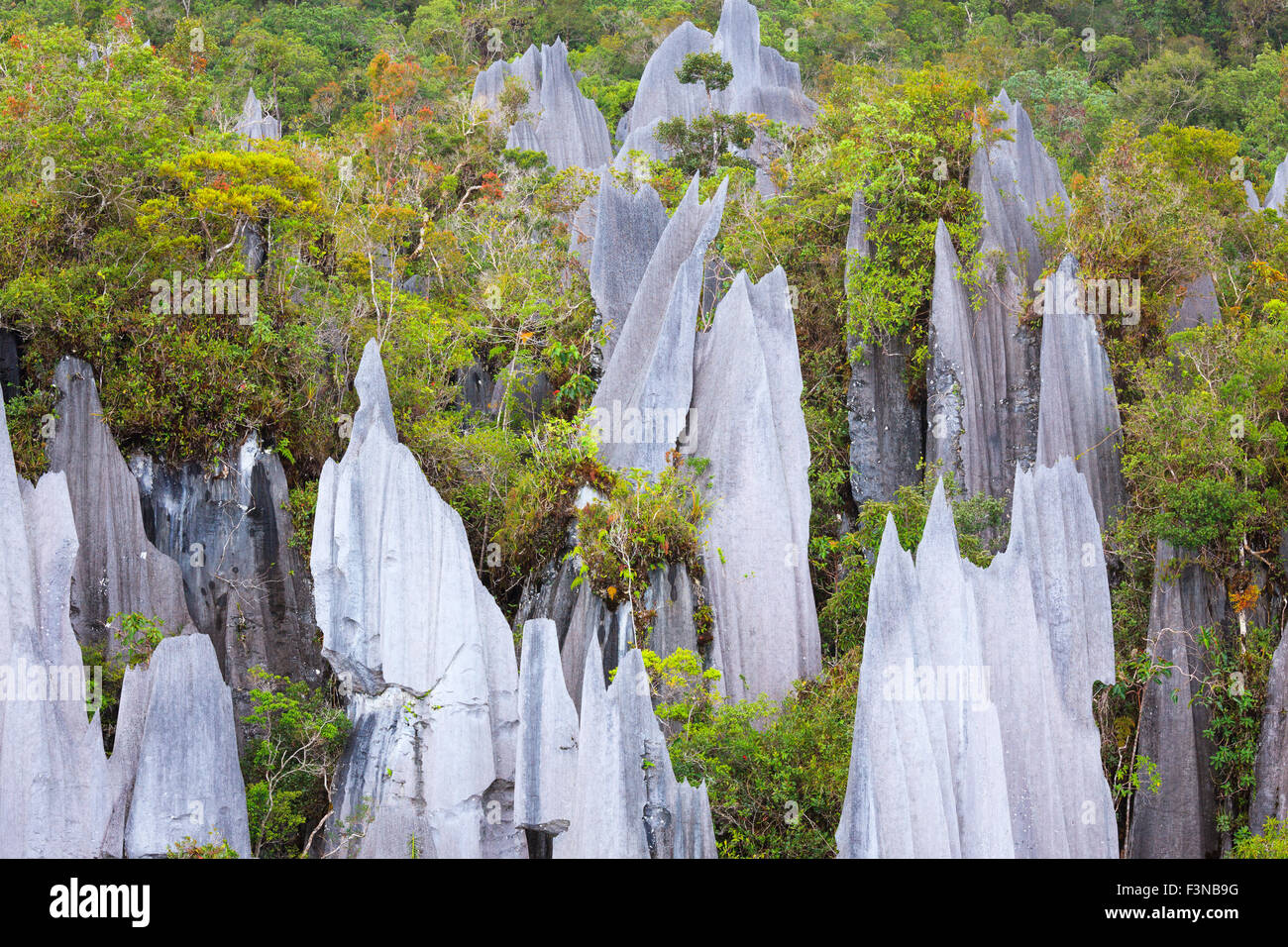 Limestone pinnacles at gunung mulu national park Stock Photo - Alamy
