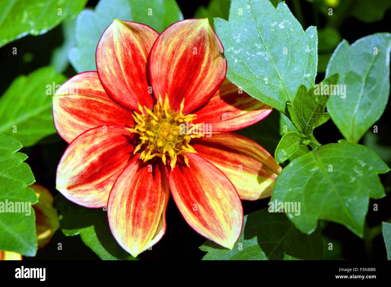 Dahlia Bishop of Llandaff flower Stock Photo - Alamy