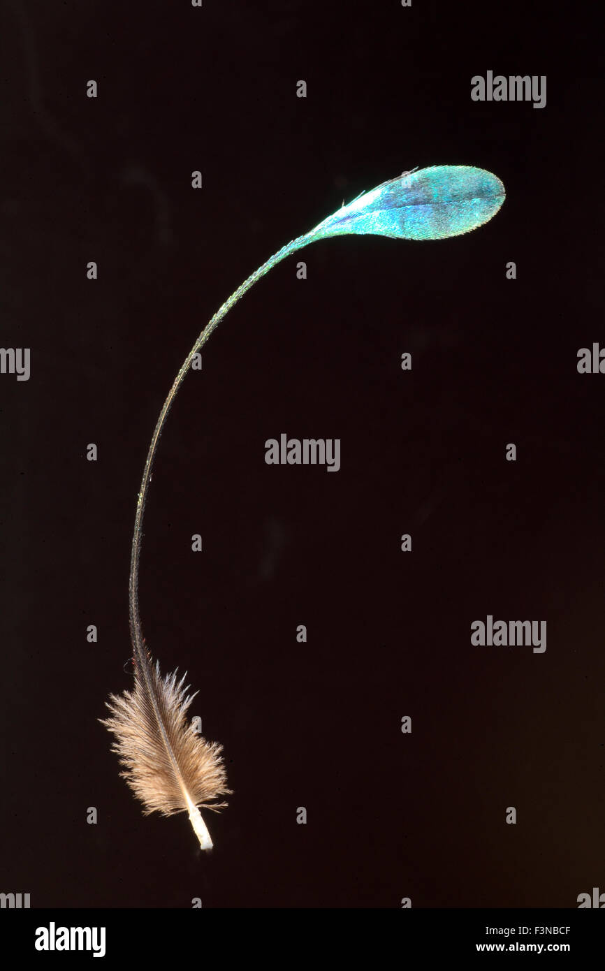 Monal hi-res stock photography and images - Alamy