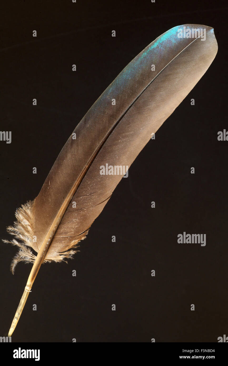 feather of Himalayan Monal (Lophophorus impejanus Stock Photo - Alamy