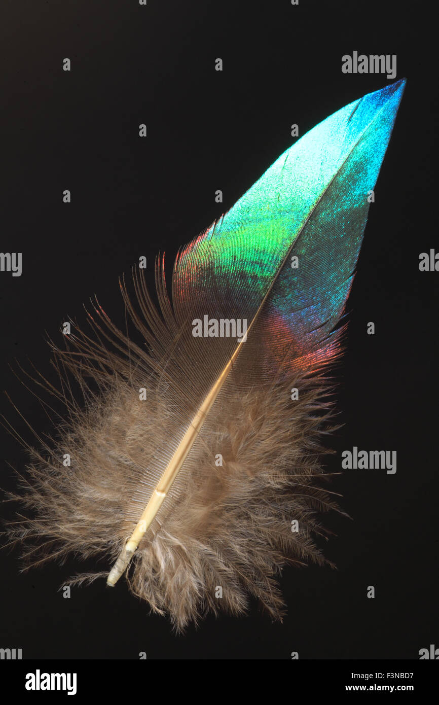feather of Himalayan Monal (Lophophorus impejanus Stock Photo - Alamy