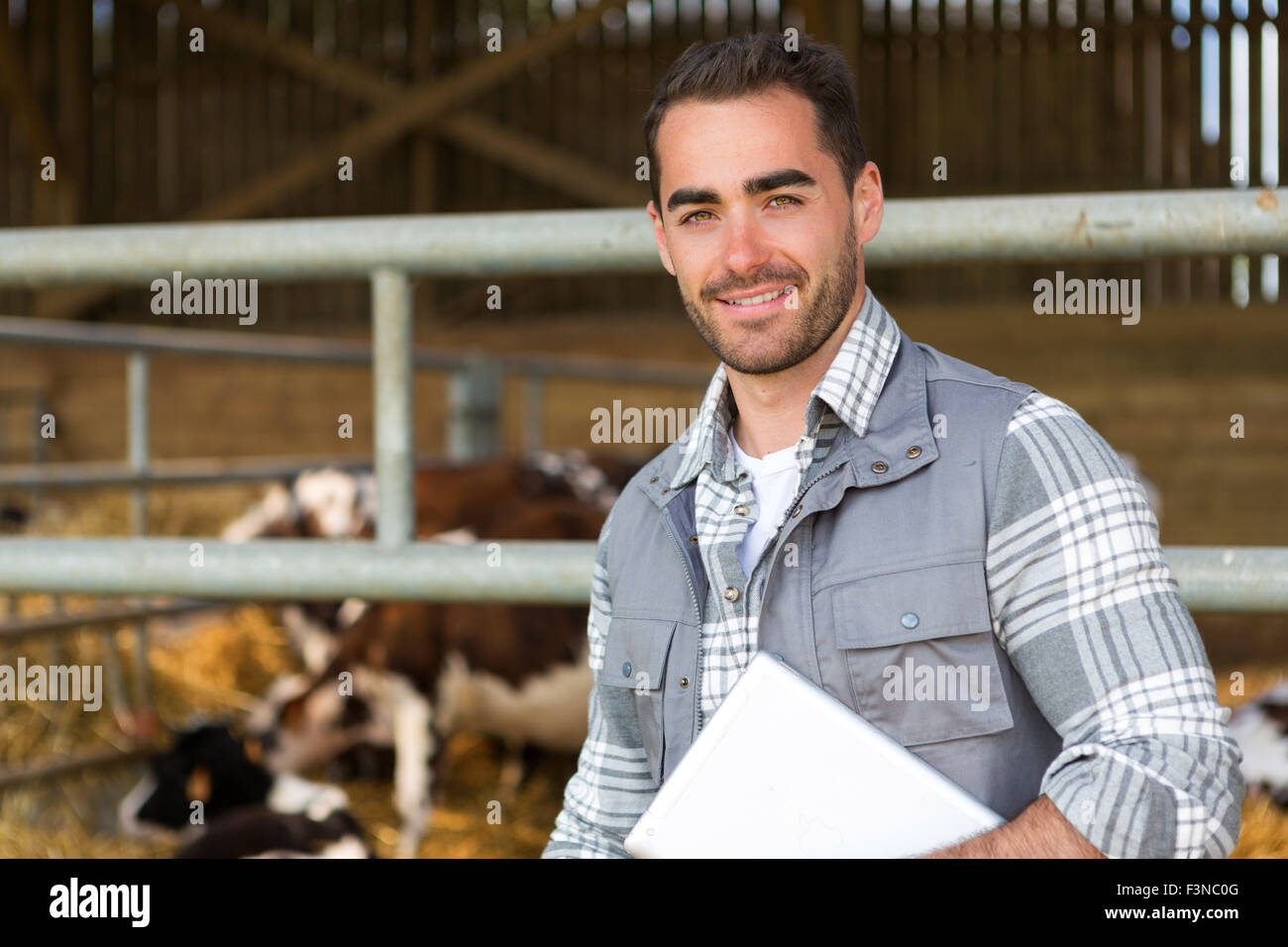 View of a Young attractive farmer in a barn with calf on the background ...