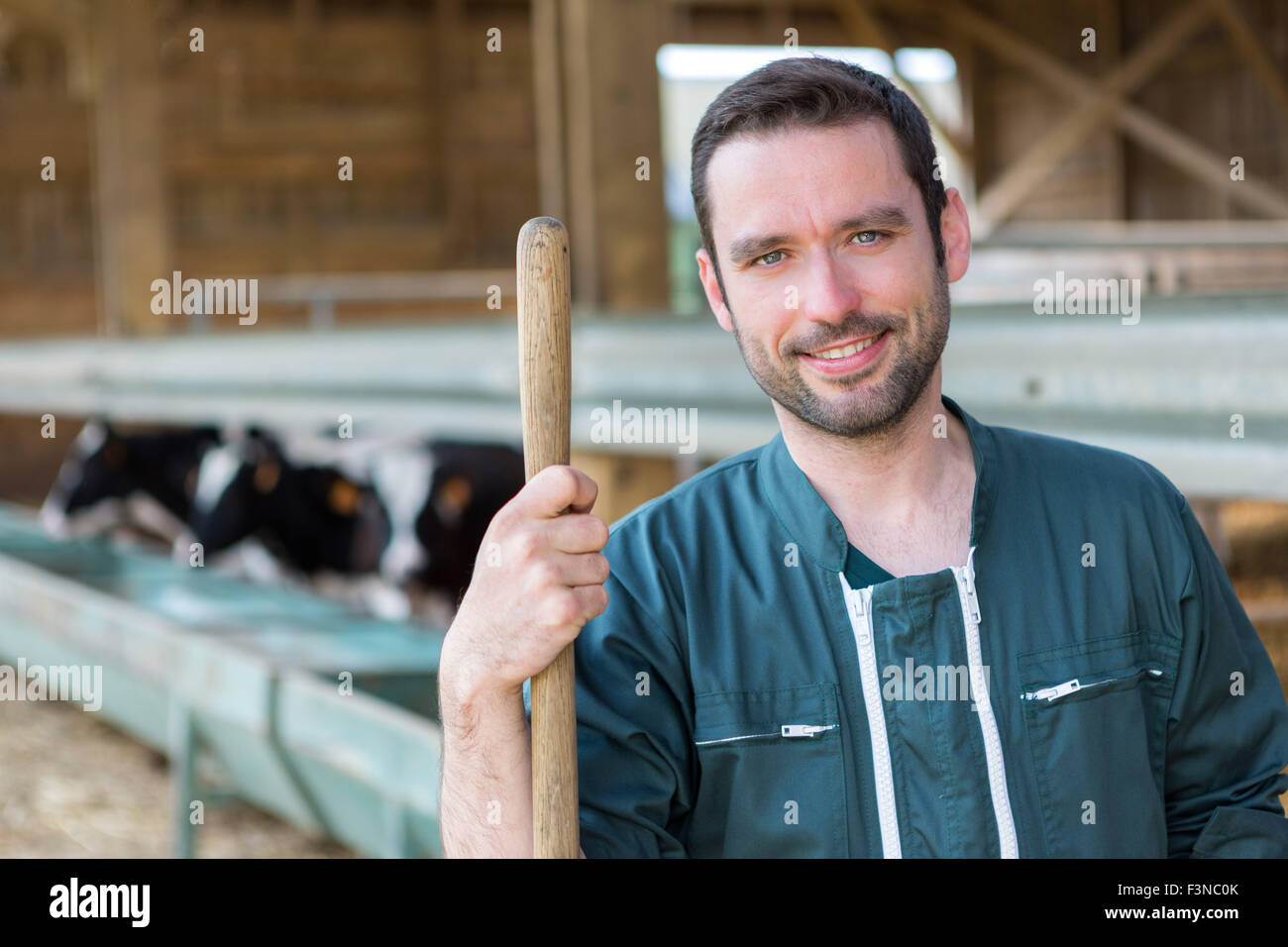 View of a Young attractive farmer in a barn with calf on the background ...