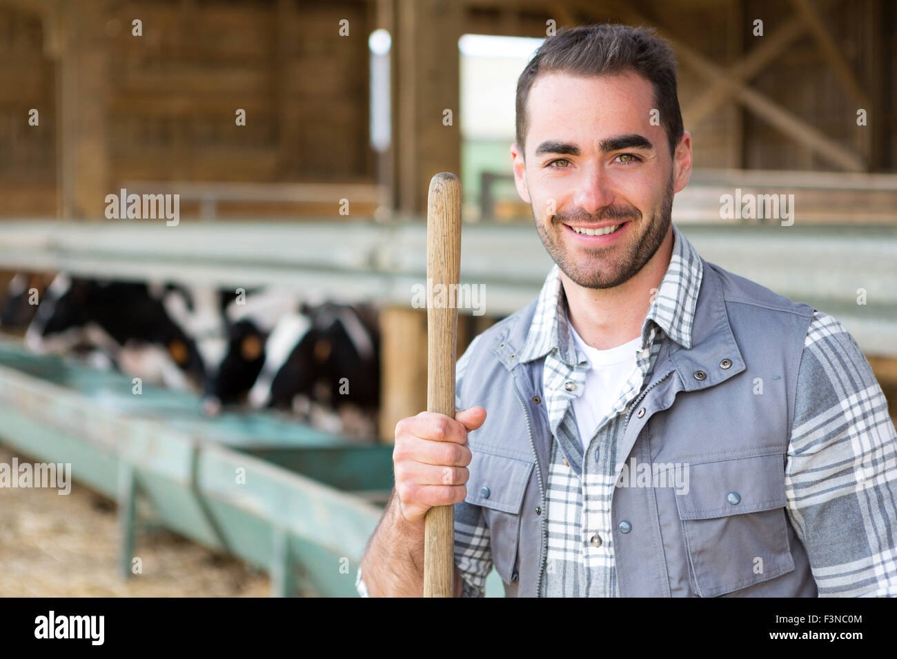 View of a Young attractive farmer in a barn with calf on the background ...