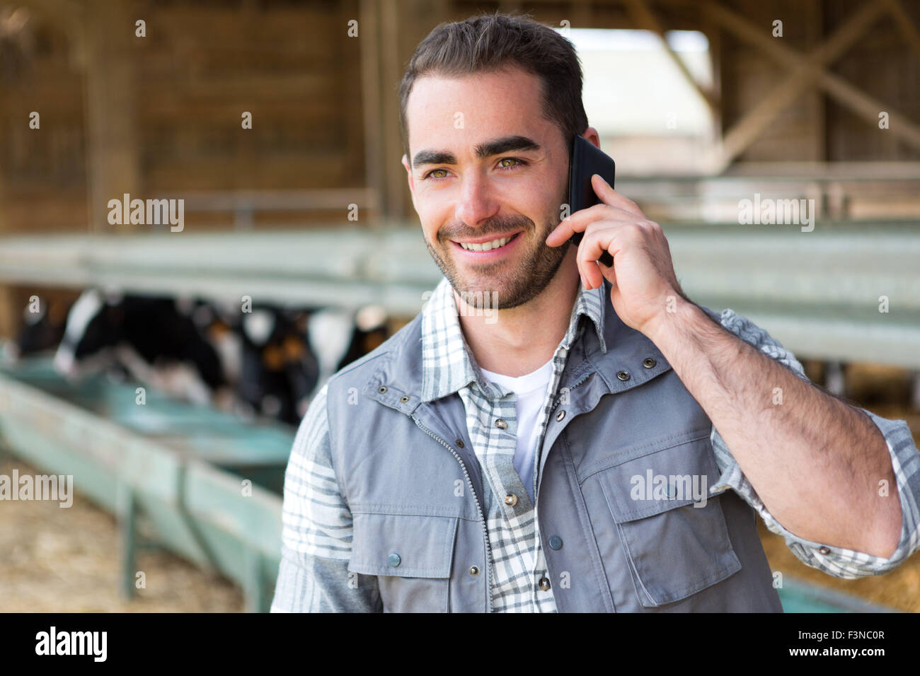 View of a Young attractive farmer in a barn with calf on the background ...