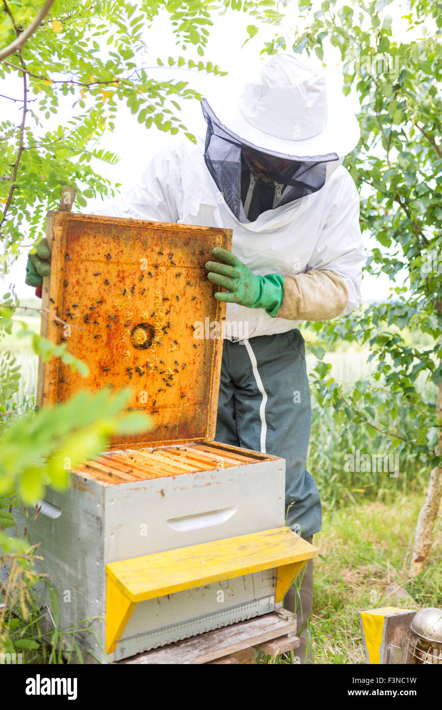 VIew of a Beekeeper working on his beehives in the garden Stock Photo ...