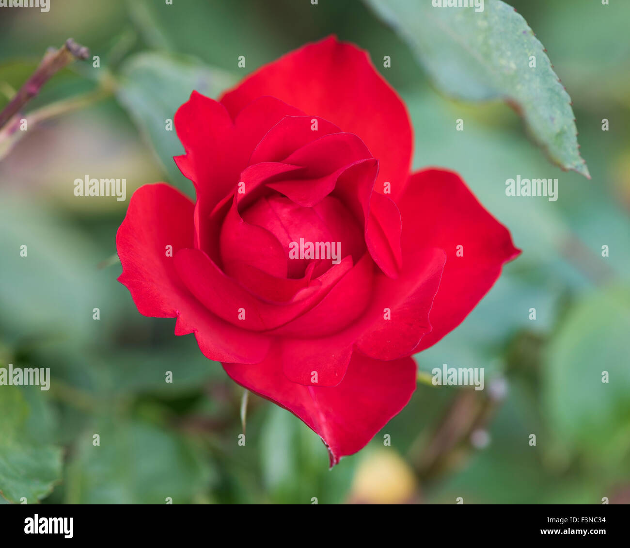 Single red rose Stock Photo - Alamy